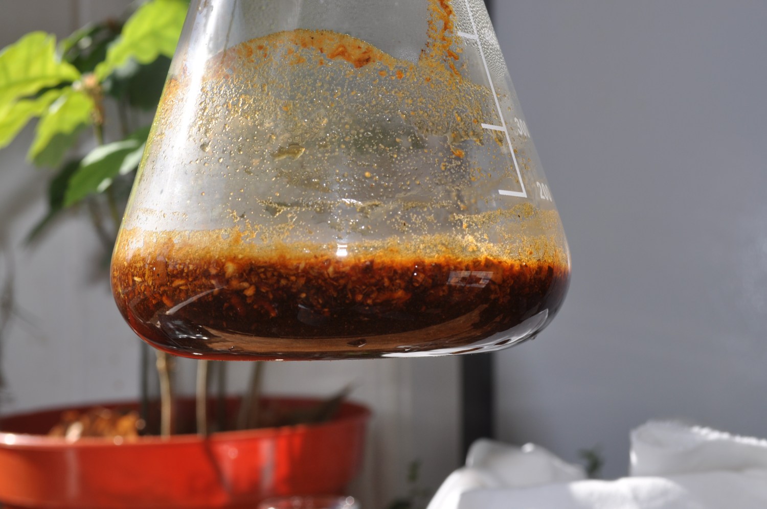 Oak Gall Ink – Bryony Coombs