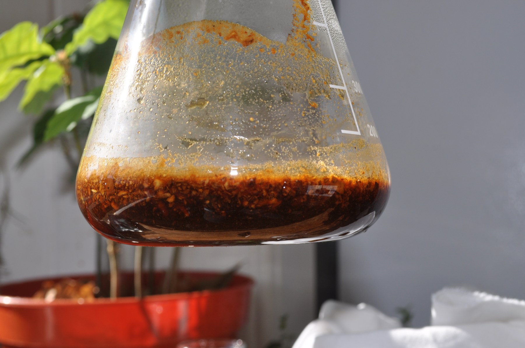 Oak Gall Ink – Bryony Coombs