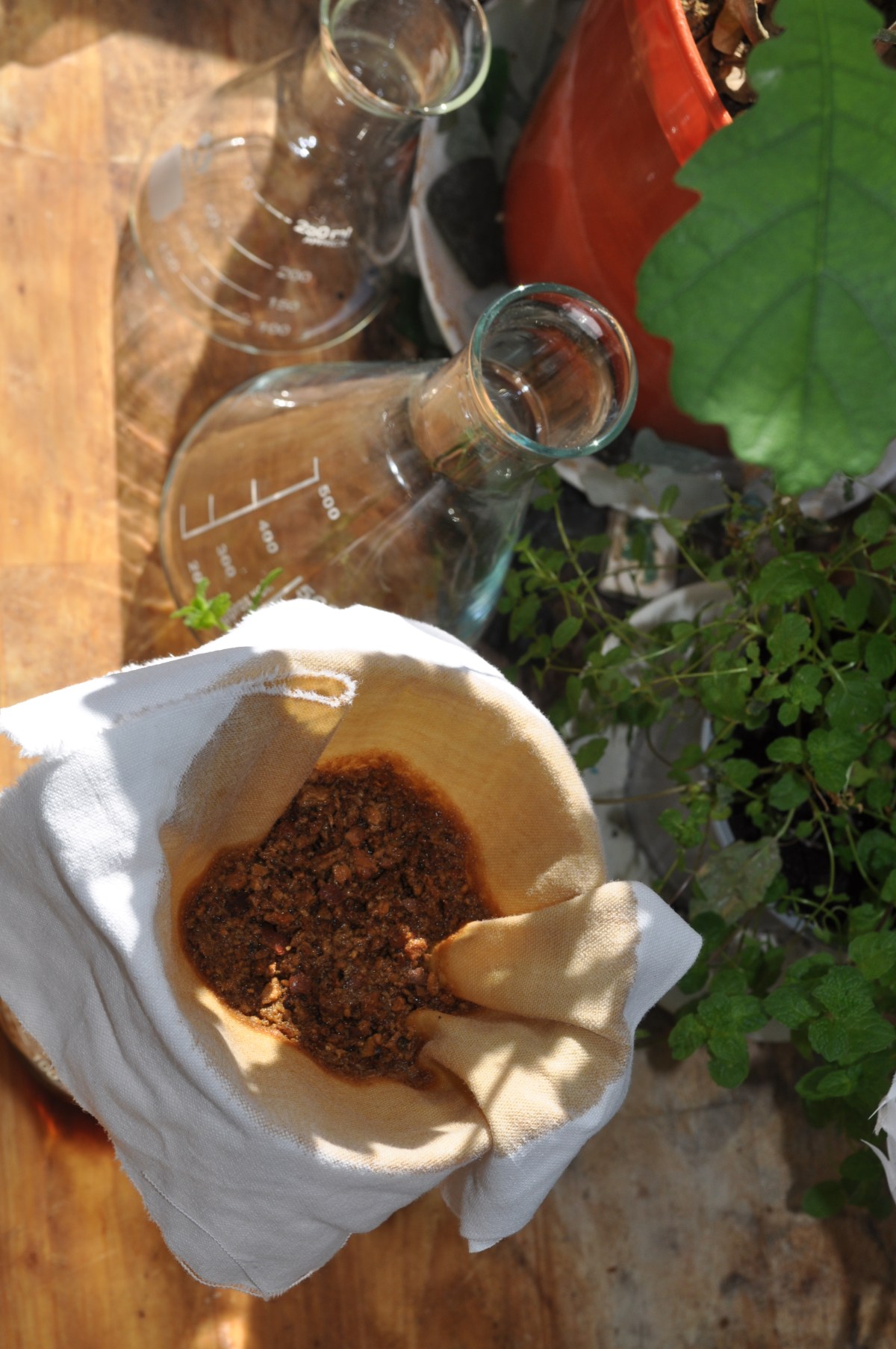 Oak Gall Ink – Bryony Coombs